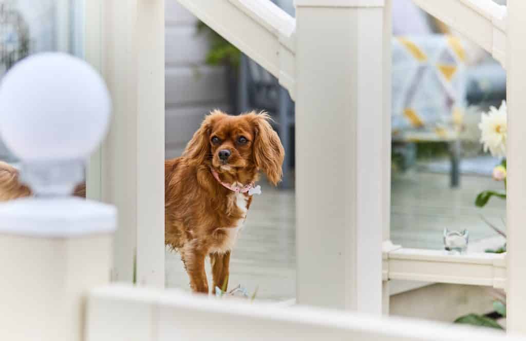 Dog Friendly Static Caravans for Sale | Lyons Holiday Parks