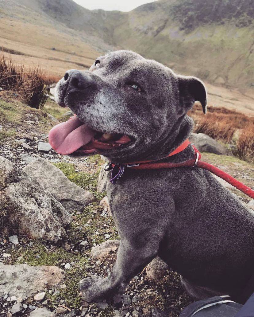 The 11 Most Instagrammable Dog Walking Routes in North Wales