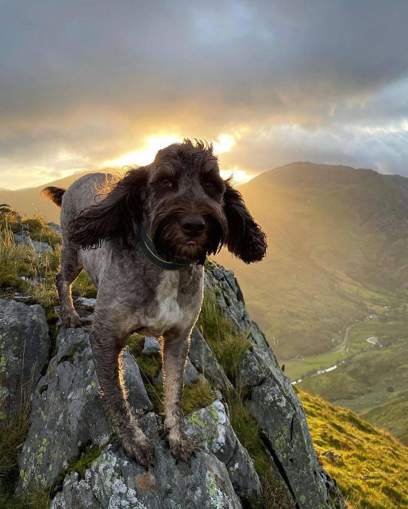 The 11 Most Instagrammable Dog Walking Routes in North Wales