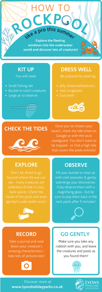 Activities With Kids in North Wales: How To Go Rock Pooling This Summer